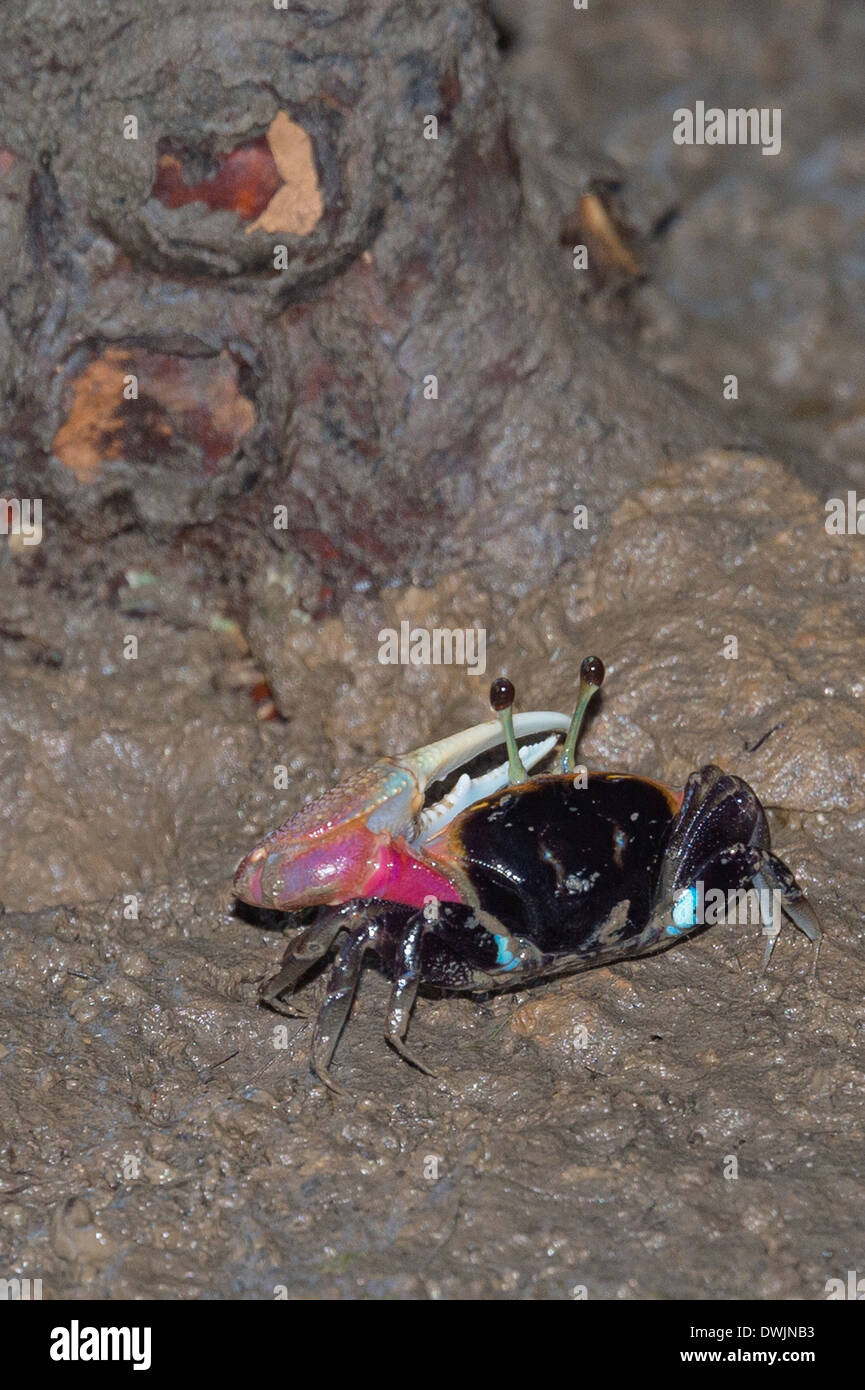 Fiddler crab hi-res stock photography and images - Alamy