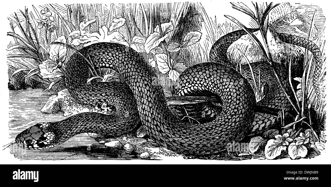 Grass snake natrix natrix Black and White Stock Photos & Images - Alamy
