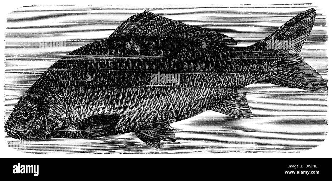 Carp fish illustration drawing engraving hi-res stock photography and ...