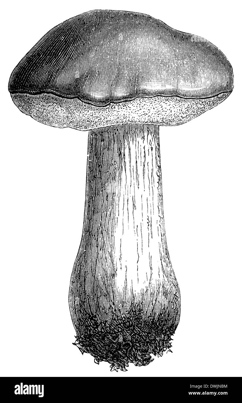 Boletus edulis drawing hi-res stock photography and images - Alamy