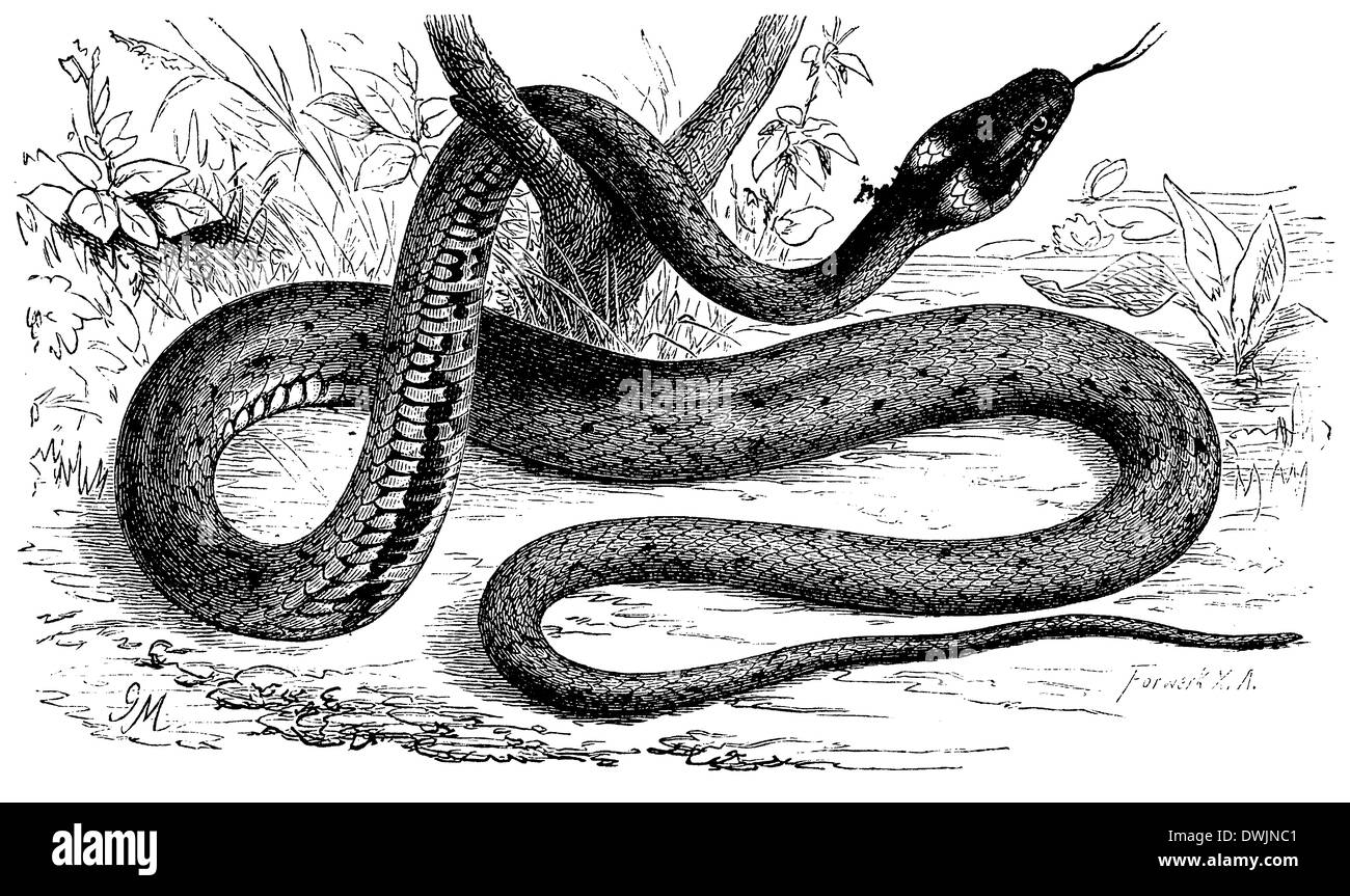 Wood snake Cut Out Stock Images & Pictures - Alamy