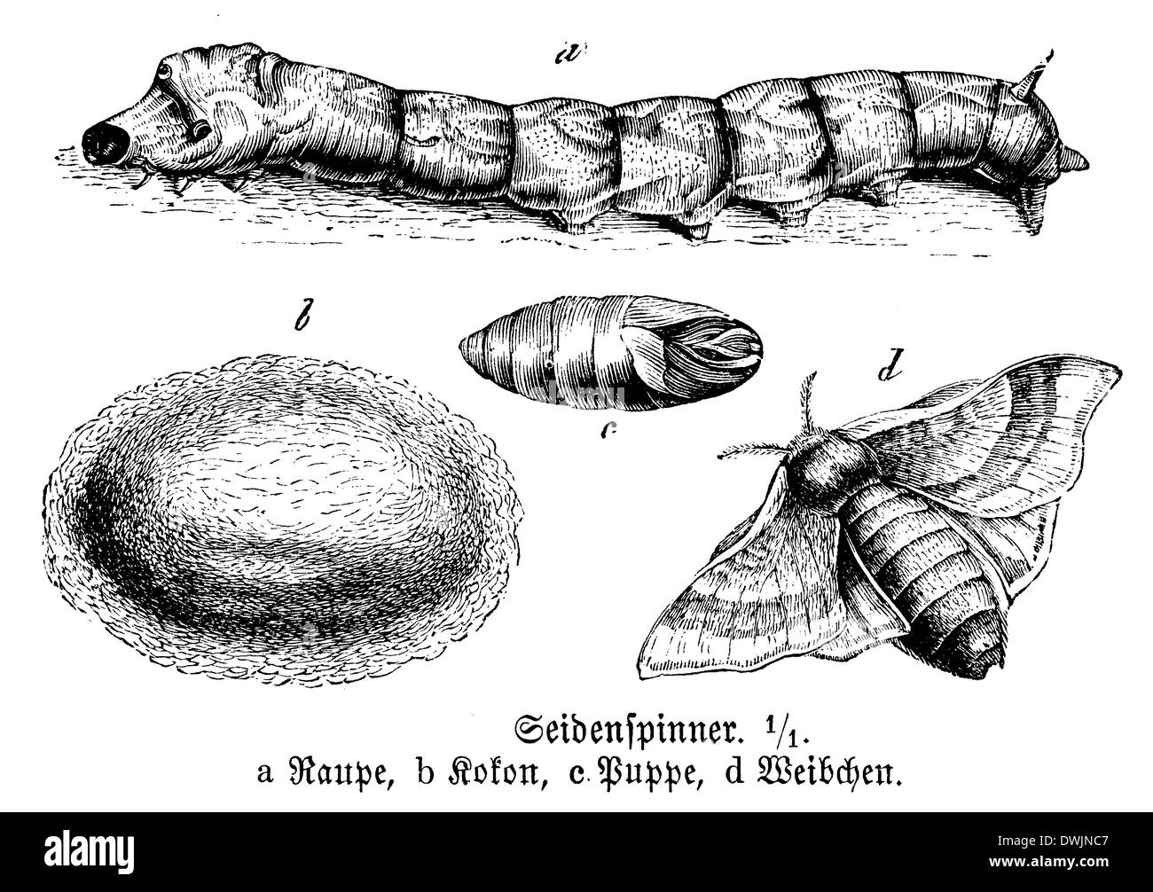 Silkworm Moth Drawing