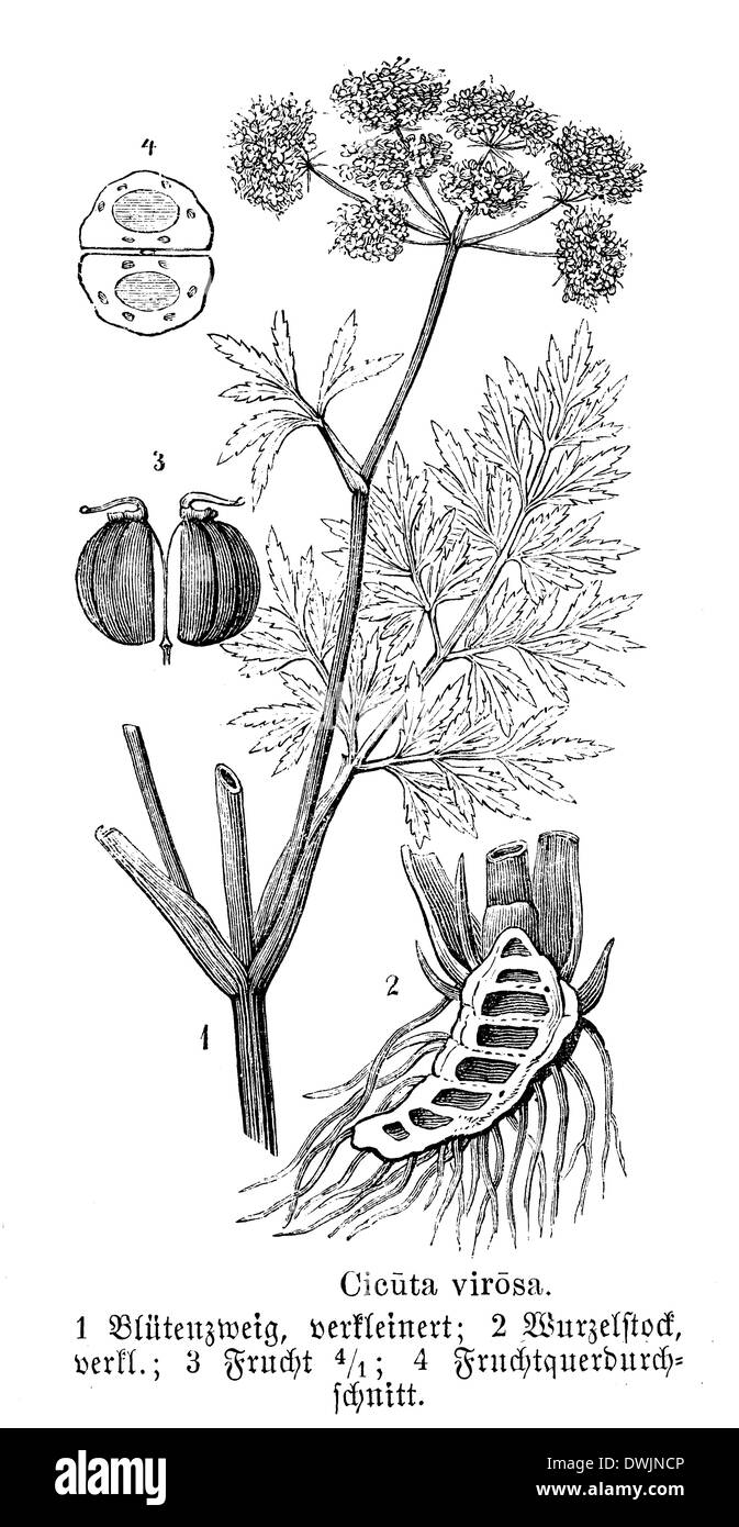 Water hemlock botanical illustration Black and White Stock Photos ...