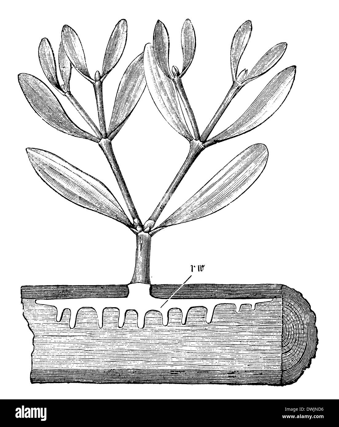 Mistletoe illustration hi-res stock photography and images - Alamy