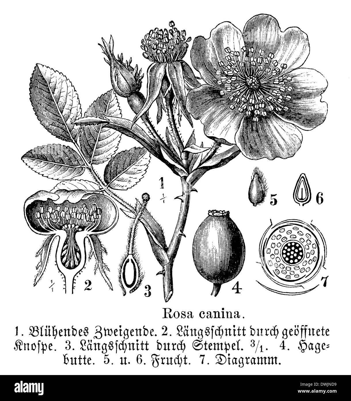 Illustration dog rose rosa Cut Out Stock Images & Pictures - Alamy