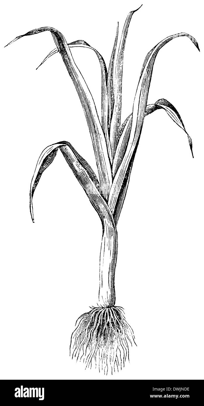 Allium porrum leek Black and White Stock Photos & Images - Alamy