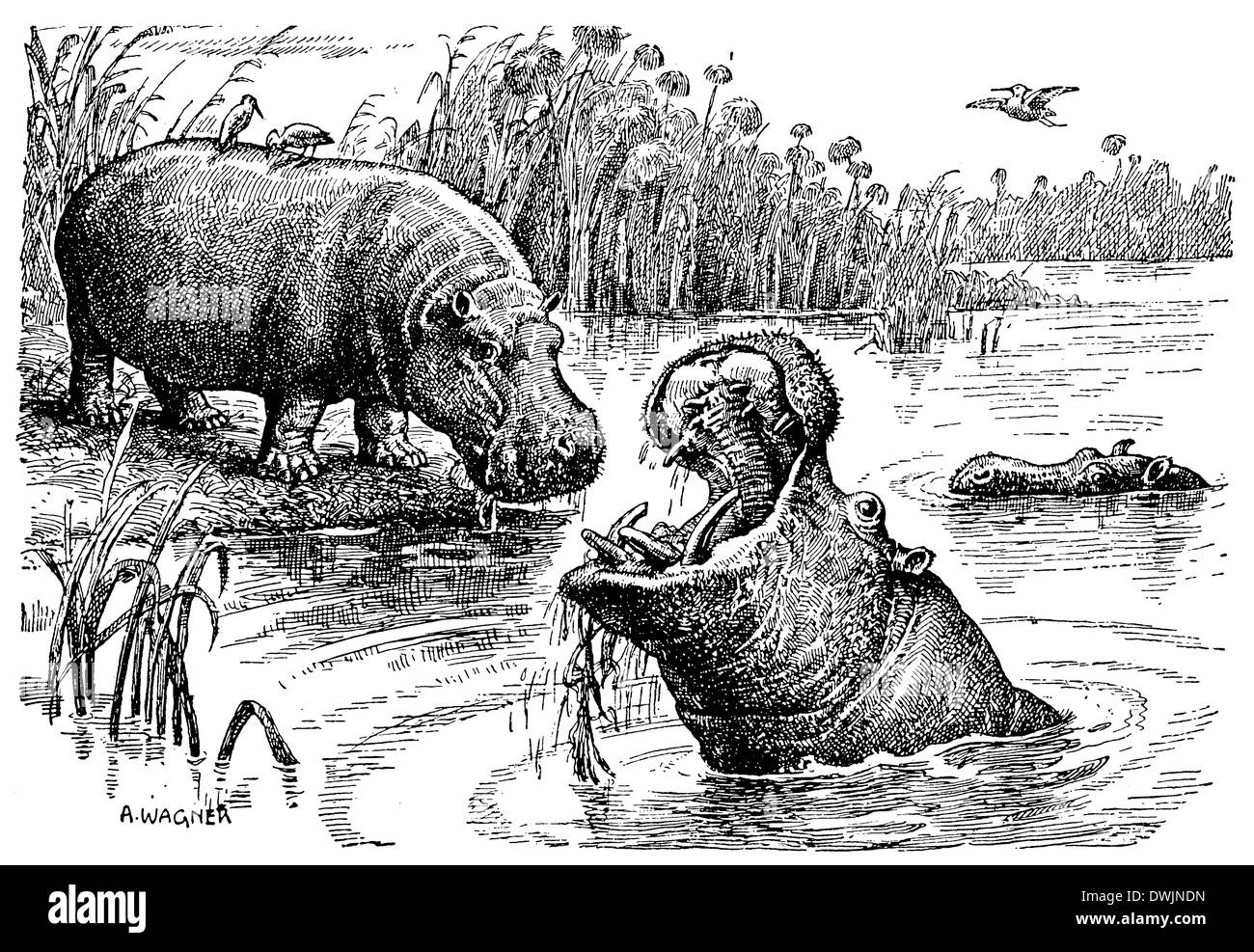 Hippopotamus drawing hi-res stock photography and images - Alamy