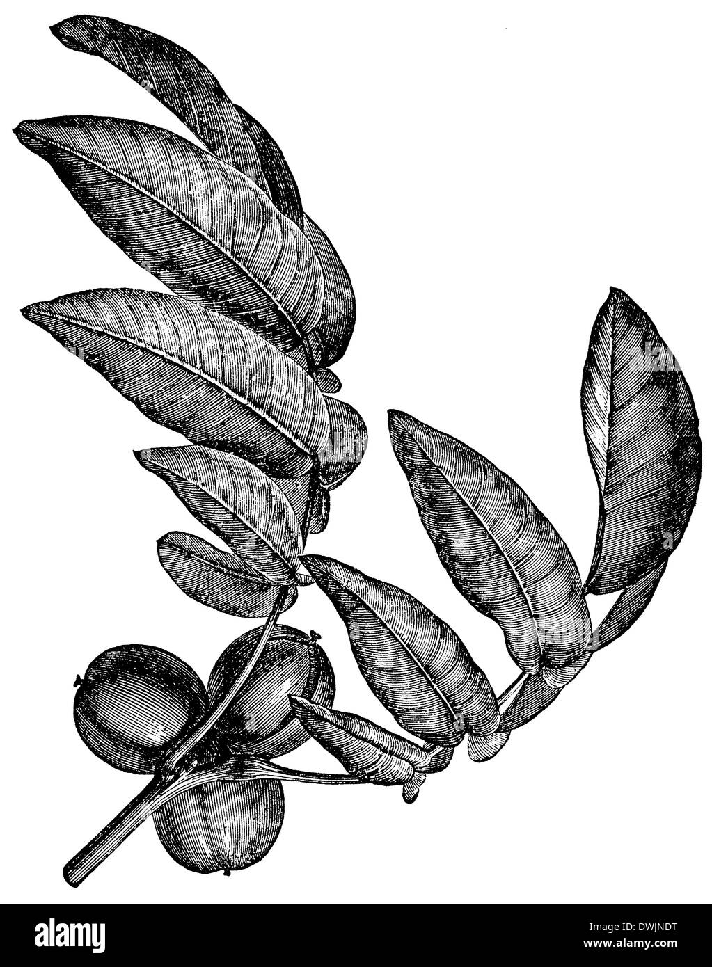 Walnut drawing Black and White Stock Photos & Images - Alamy