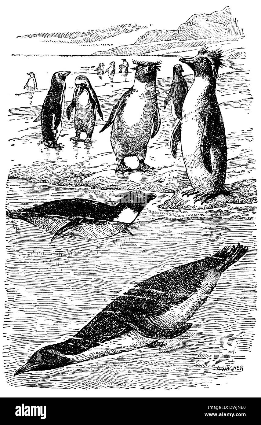 Impennes hi-res stock photography and images - Alamy