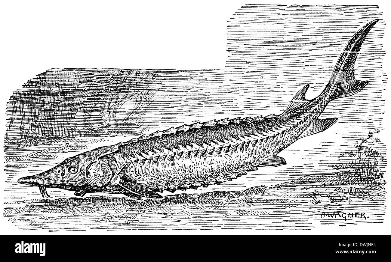 Sturgeon drawing hi-res stock photography and images - Alamy