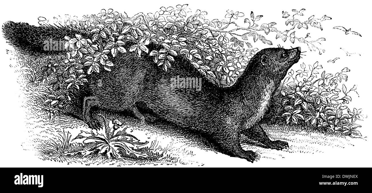 Illustration sable hi-res stock photography and images - Alamy