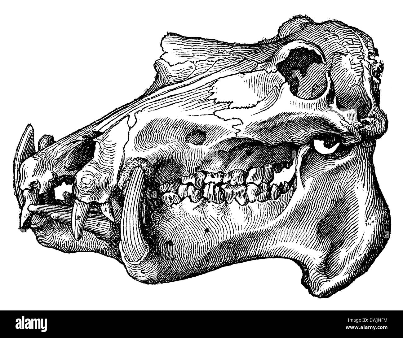 Hippo Drawing Black and White Stock Photos & Images - Alamy