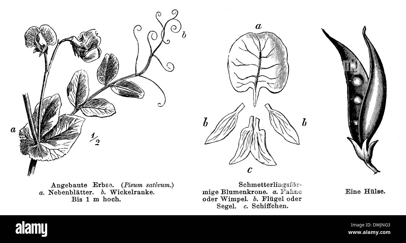 Pea plant drawing hi-res stock photography and images - Alamy