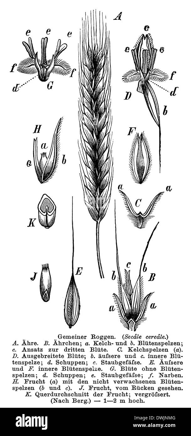 Rye plant Black and White Stock Photos & Images - Alamy