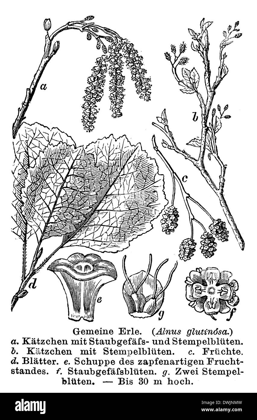 Black alder botanical drawing hi-res stock photography and images - Alamy