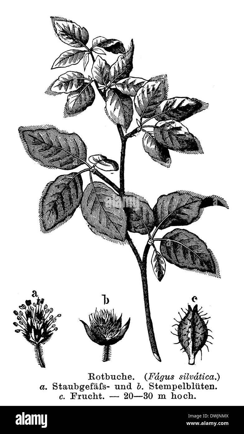 Drawing of beech hi-res stock photography and images - Alamy