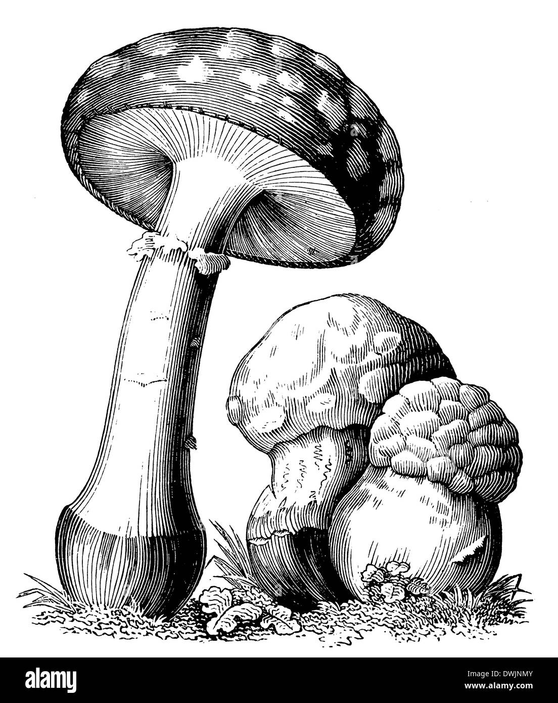 Fly agaric fungus in Black and White Stock Photos & Images - Alamy