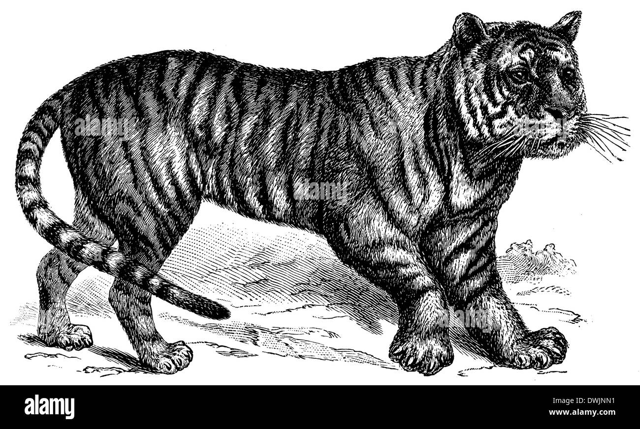 Tiger engraving hi-res stock photography and images - Alamy