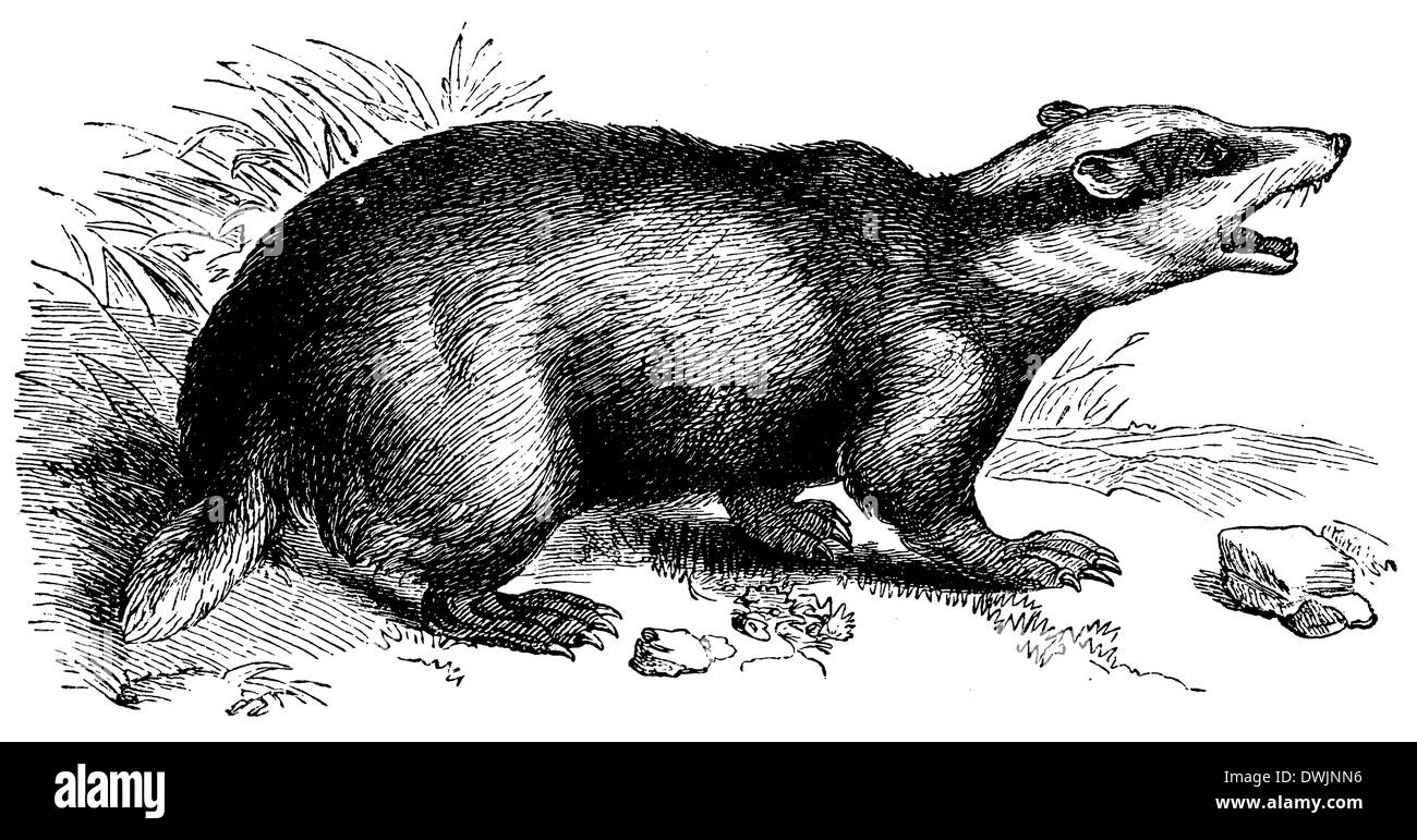 Badger figure hi-res stock photography and images - Alamy
