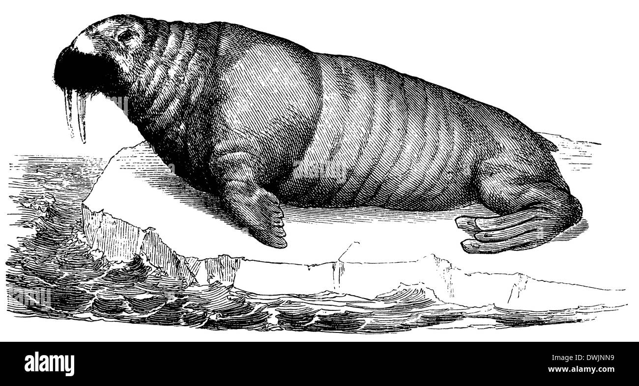 Walrus Black and White Stock Photos & Images - Alamy