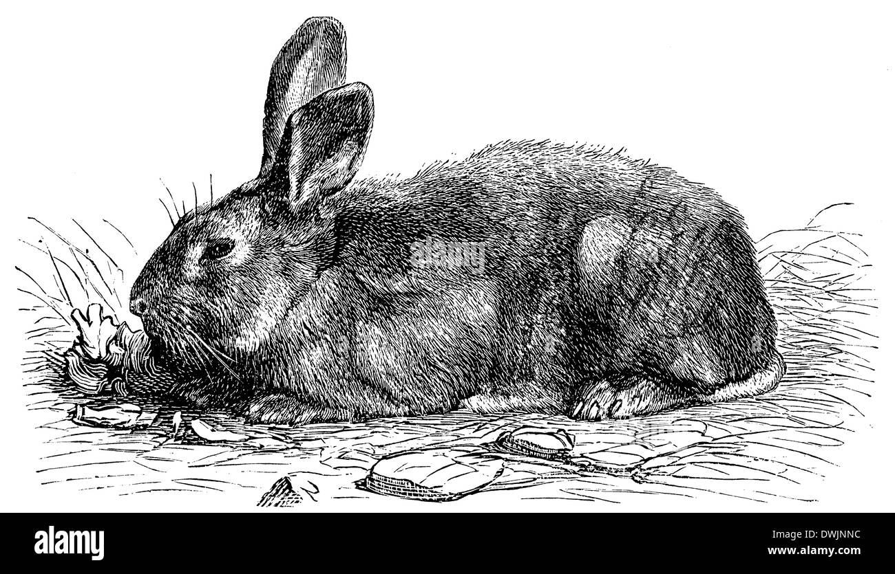 Illustration rabbit old hi-res stock photography and images - Alamy