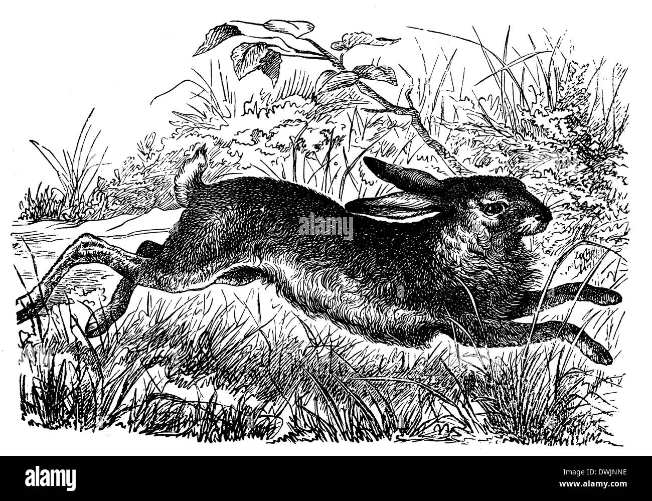 Easter hare engraving hi-res stock photography and images - Alamy