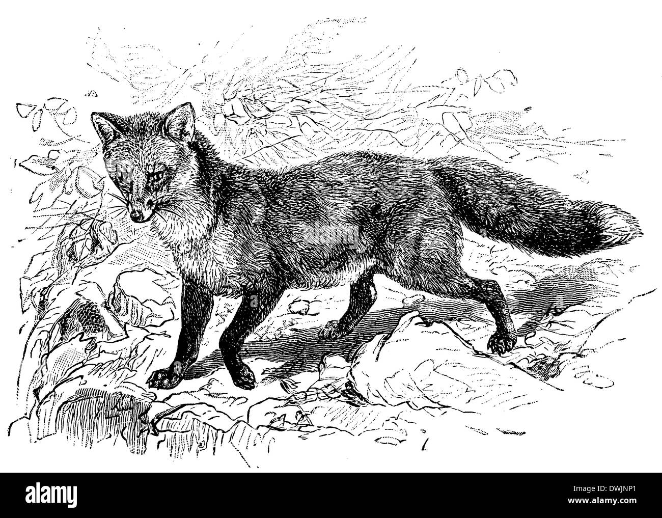 Fox figure Cut Out Stock Images & Pictures - Alamy