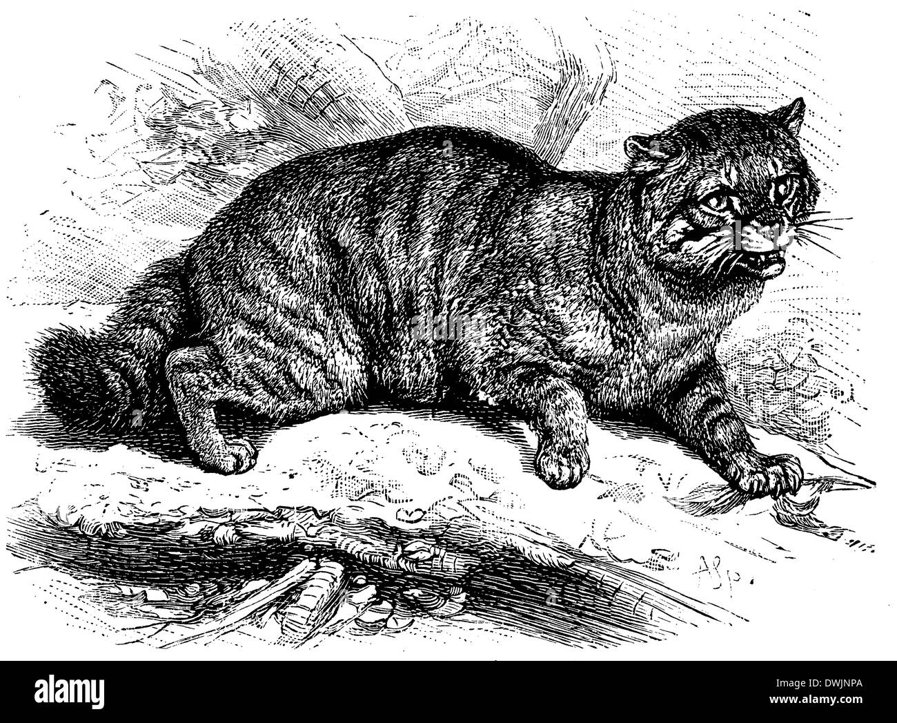 Wildcat Wild Cat Stock Photo Alamy wildcat-wild-cat-stock-photo-alamy