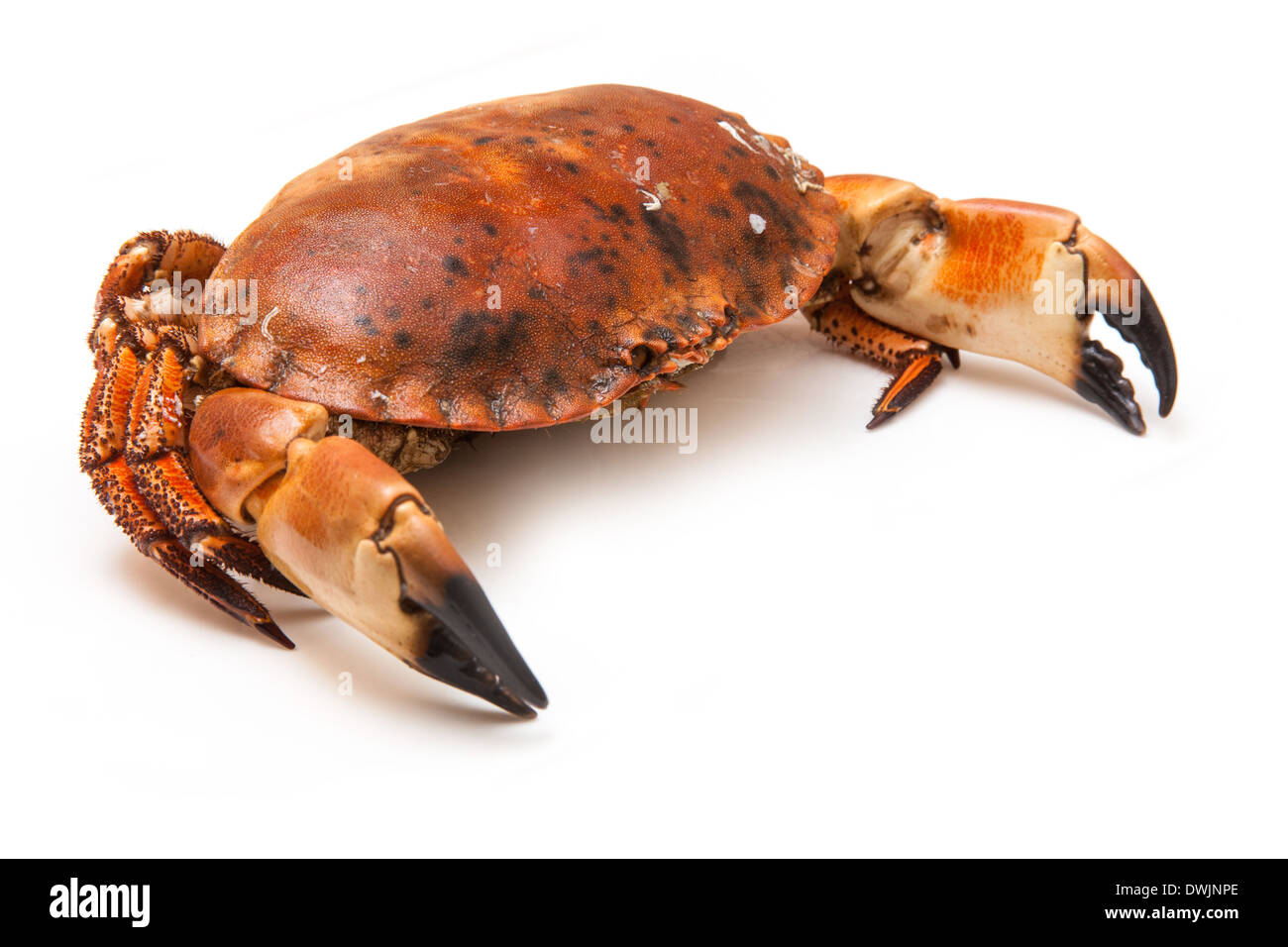 Cooked brown crab isolated on a white studio background Stock Photo - Alamy