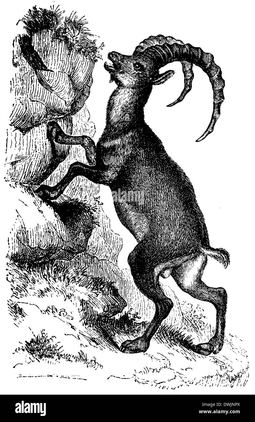 Black alpine Cut Out Stock Images & Pictures - Alamy