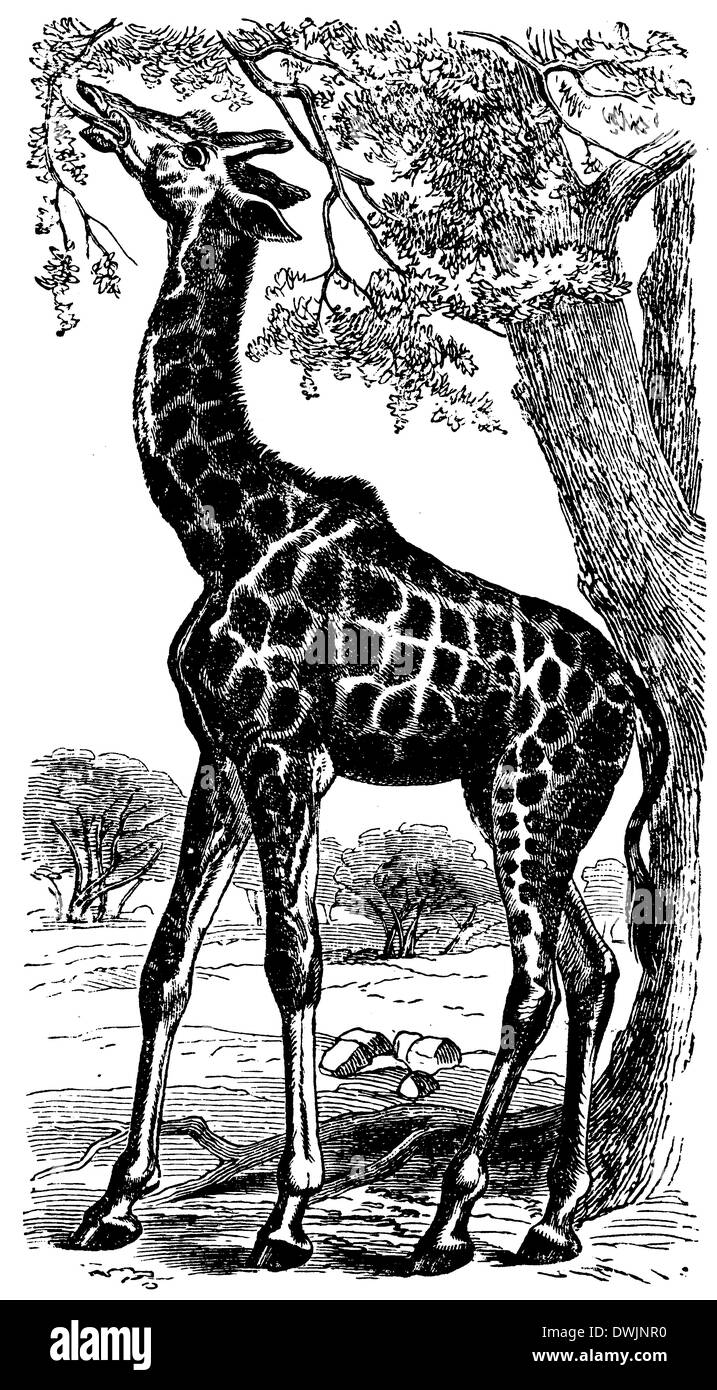 Giraffe engraving hi-res stock photography and images - Alamy