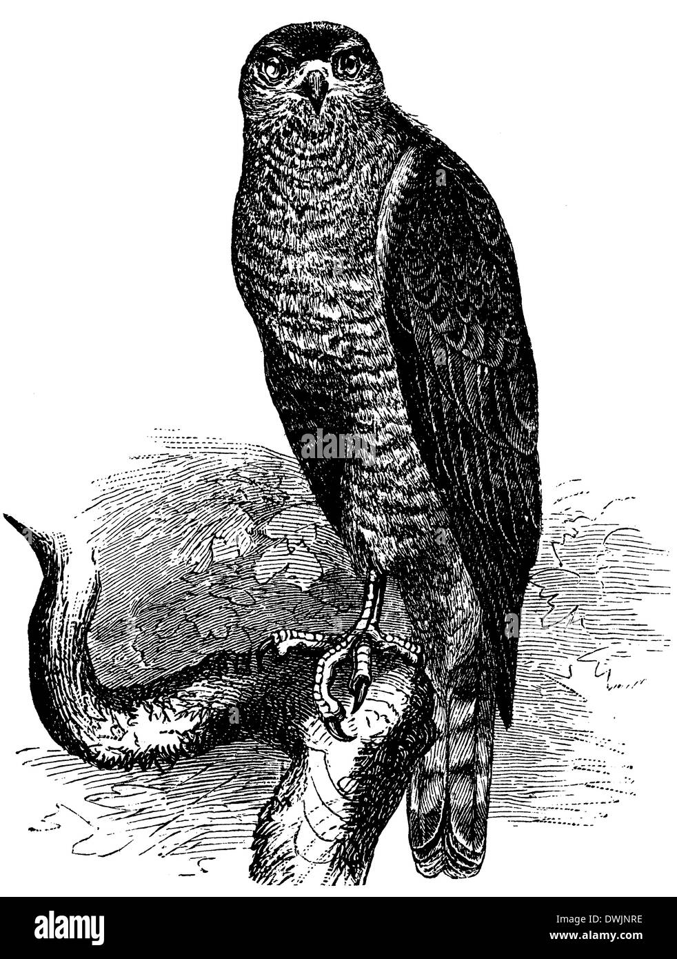 Hawk drawing hi-res stock photography and images - Alamy