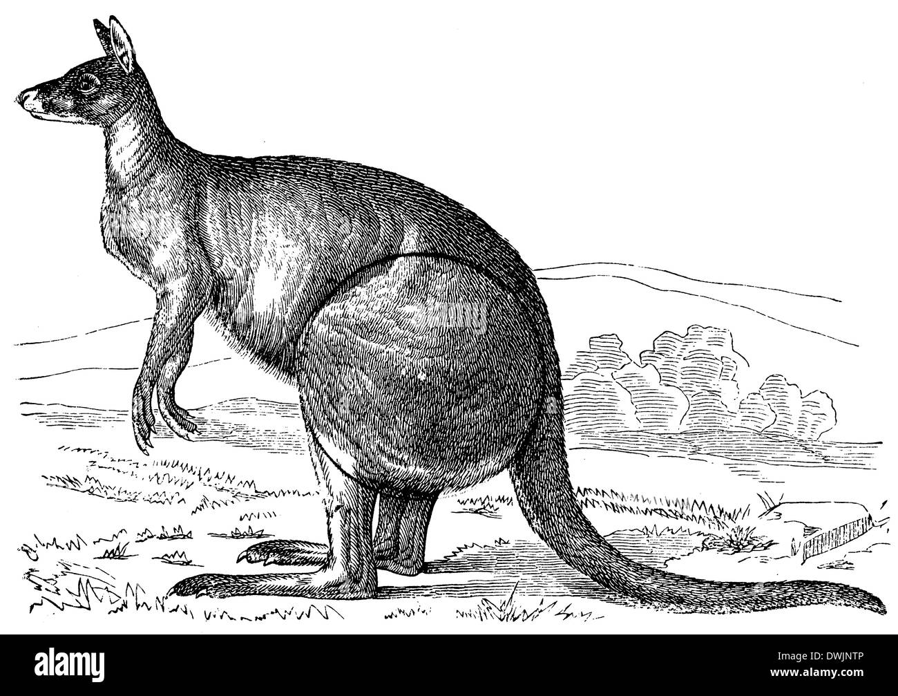 Kangaroo Black and White Stock Photos & Images - Alamy