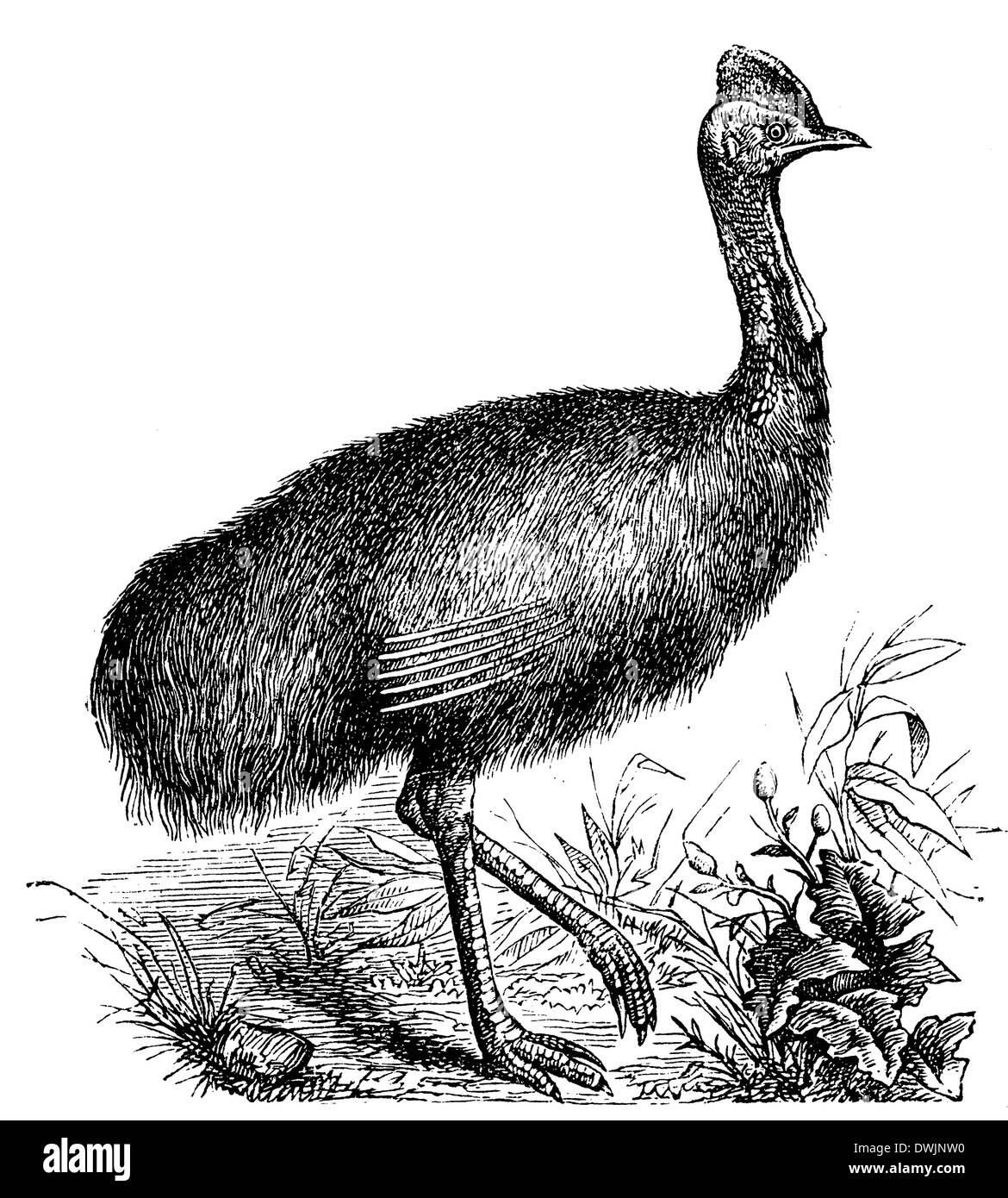 Cassowary bird Black and White Stock Photos & Images - Alamy