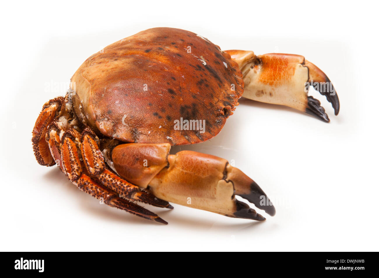Cooked brown crab isolated on a white studio background Stock Photo - Alamy