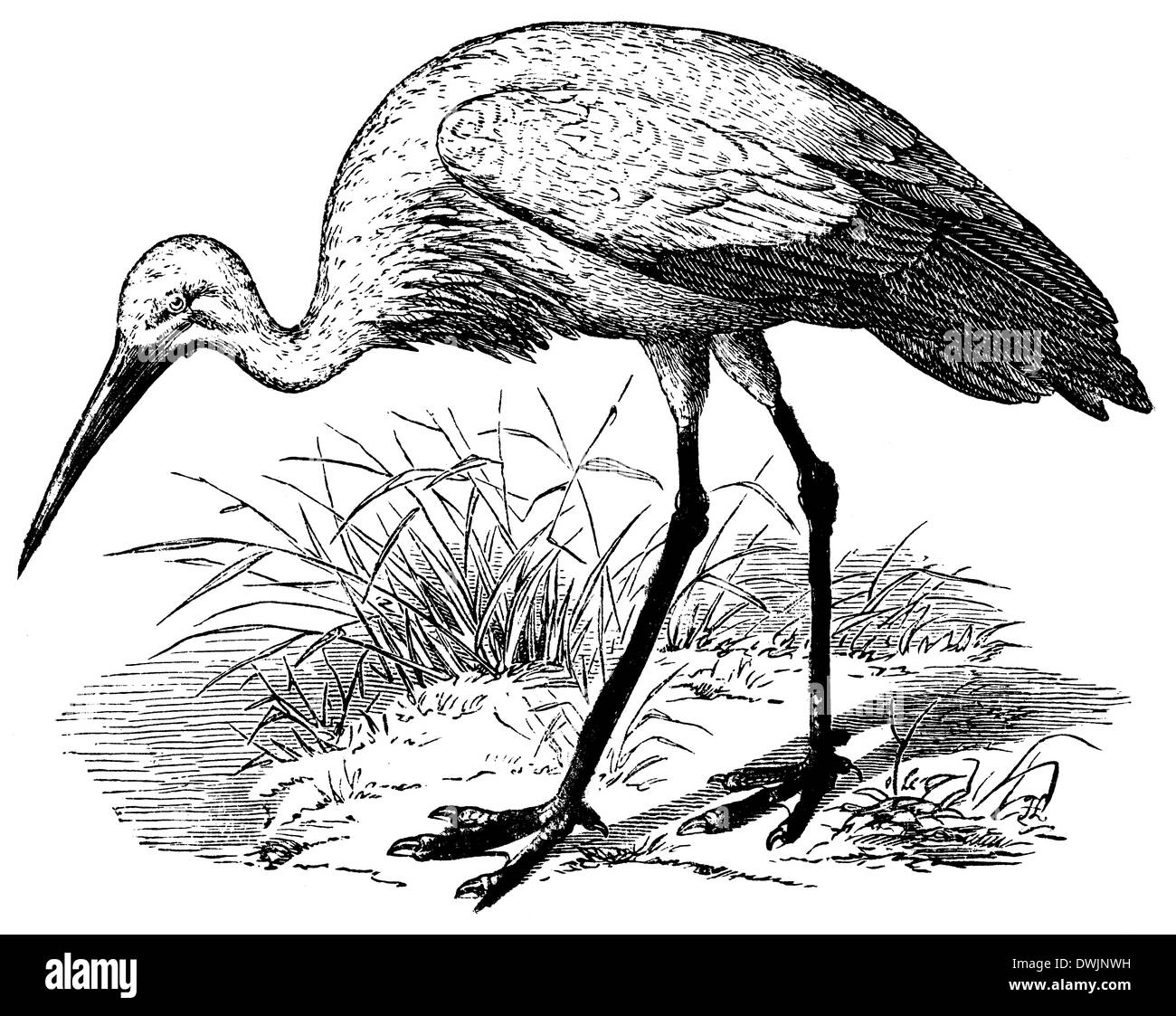 Stork figure Black and White Stock Photos & Images - Alamy