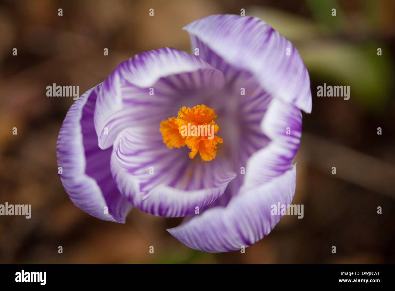 crocus vernus purple white striped veined flower with bright orange ...