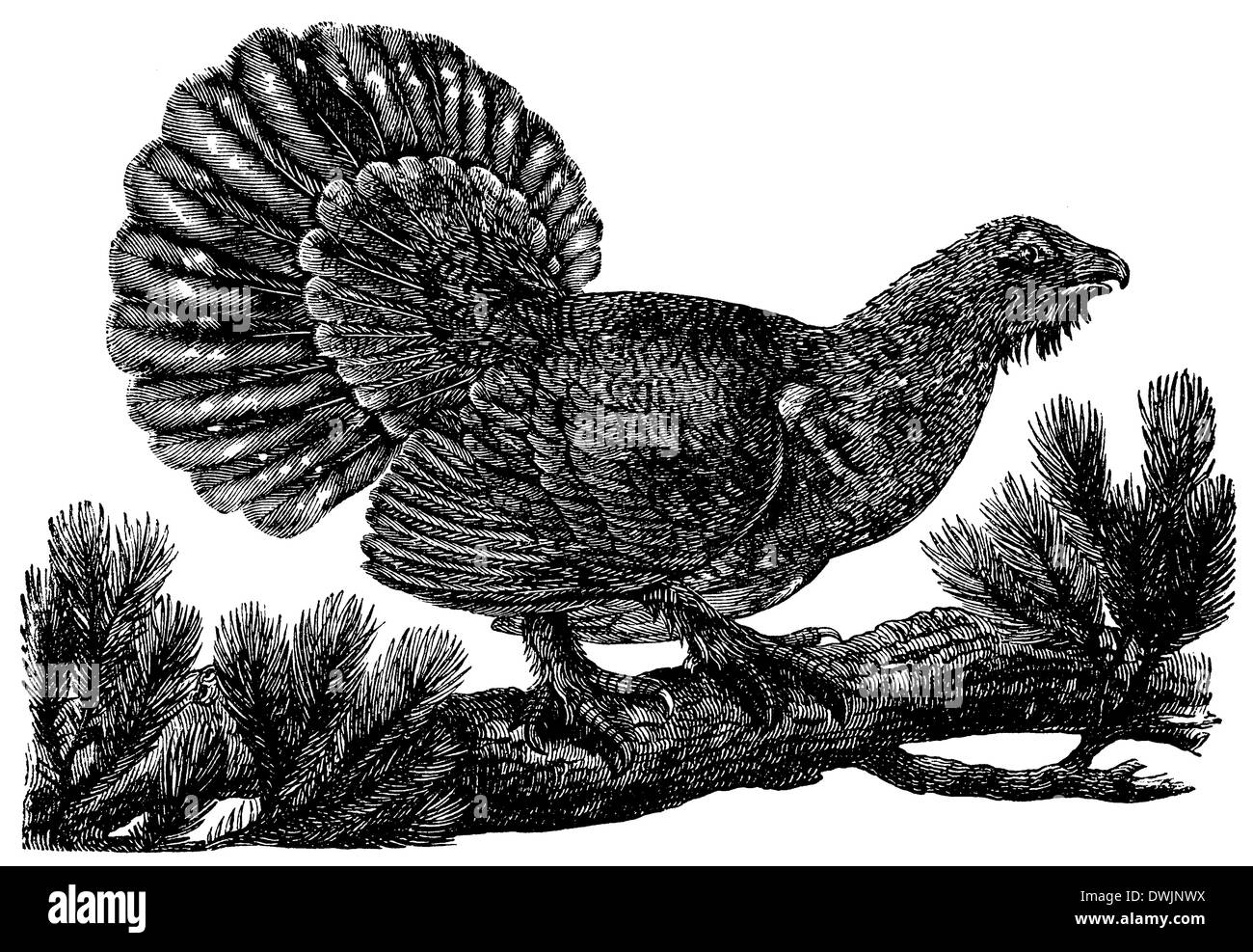 White grouse Black and White Stock Photos & Images - Alamy