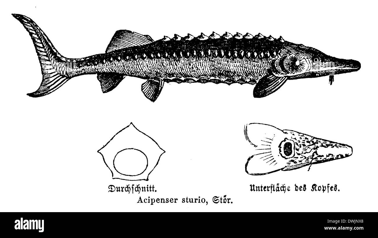 Sturgeon drawing hi-res stock photography and images - Alamy