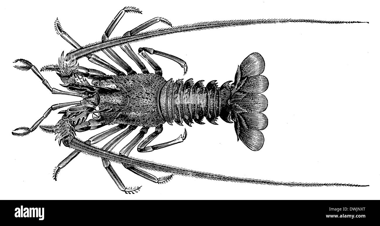 Crayfish Black and White Stock Photos & Images - Alamy