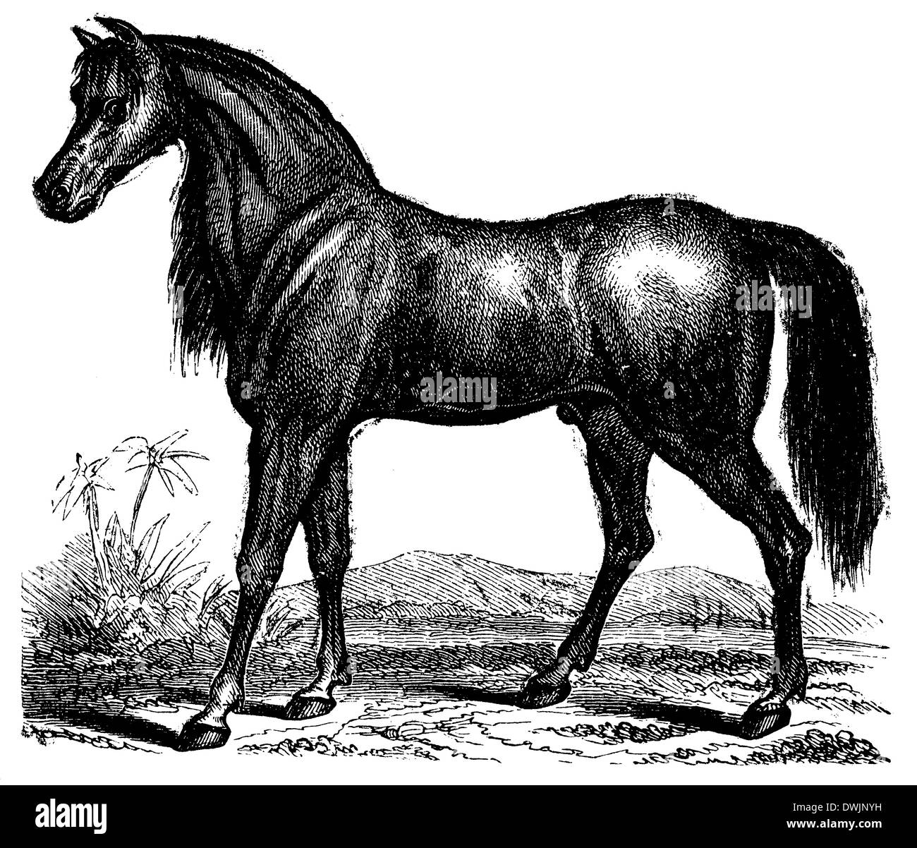Horse engraving Cut Out Stock Images & Pictures - Alamy