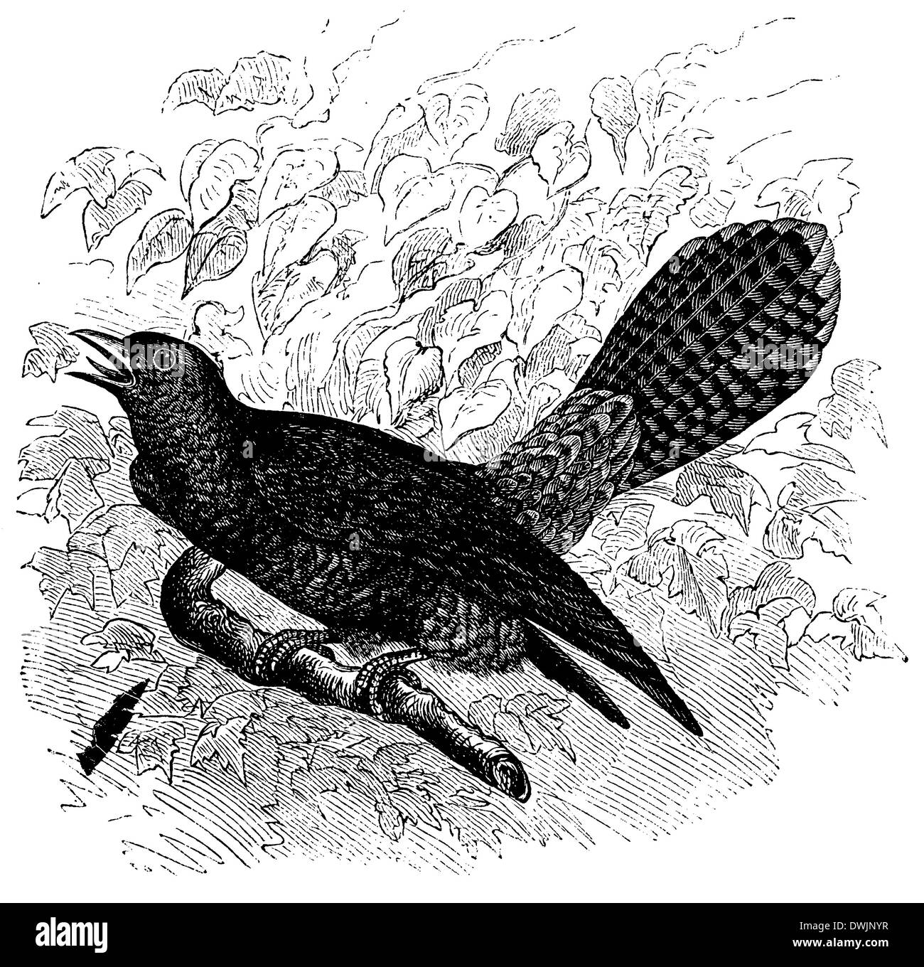 Cuckoo bird black and white hi-res stock photography and images - Alamy