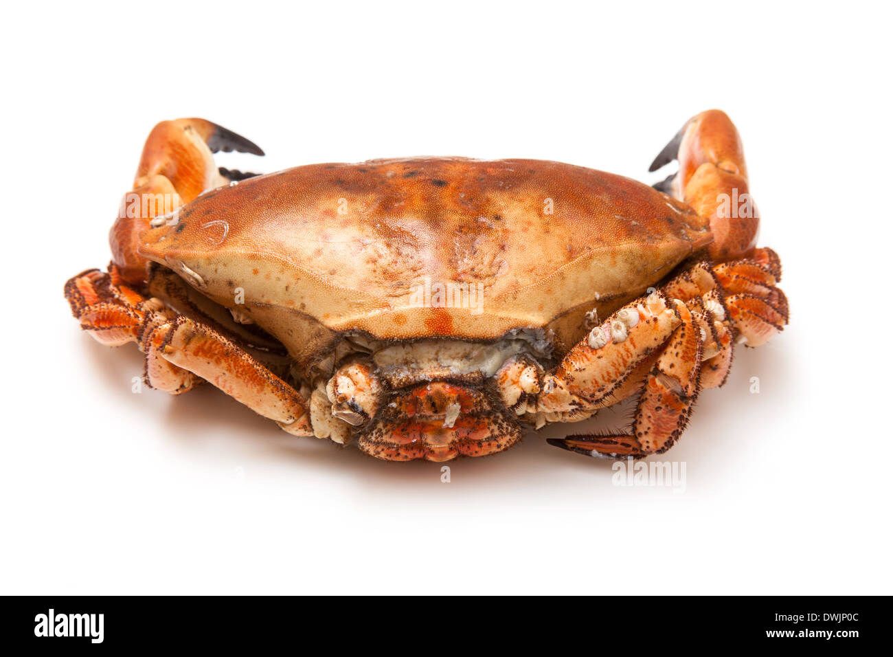 Cooked brown crab isolated on a white studio background Stock Photo - Alamy