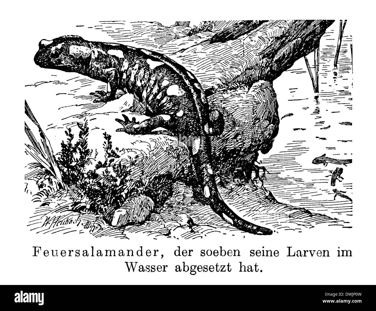 Salamander drawing Black and White Stock Photos & Images - Alamy