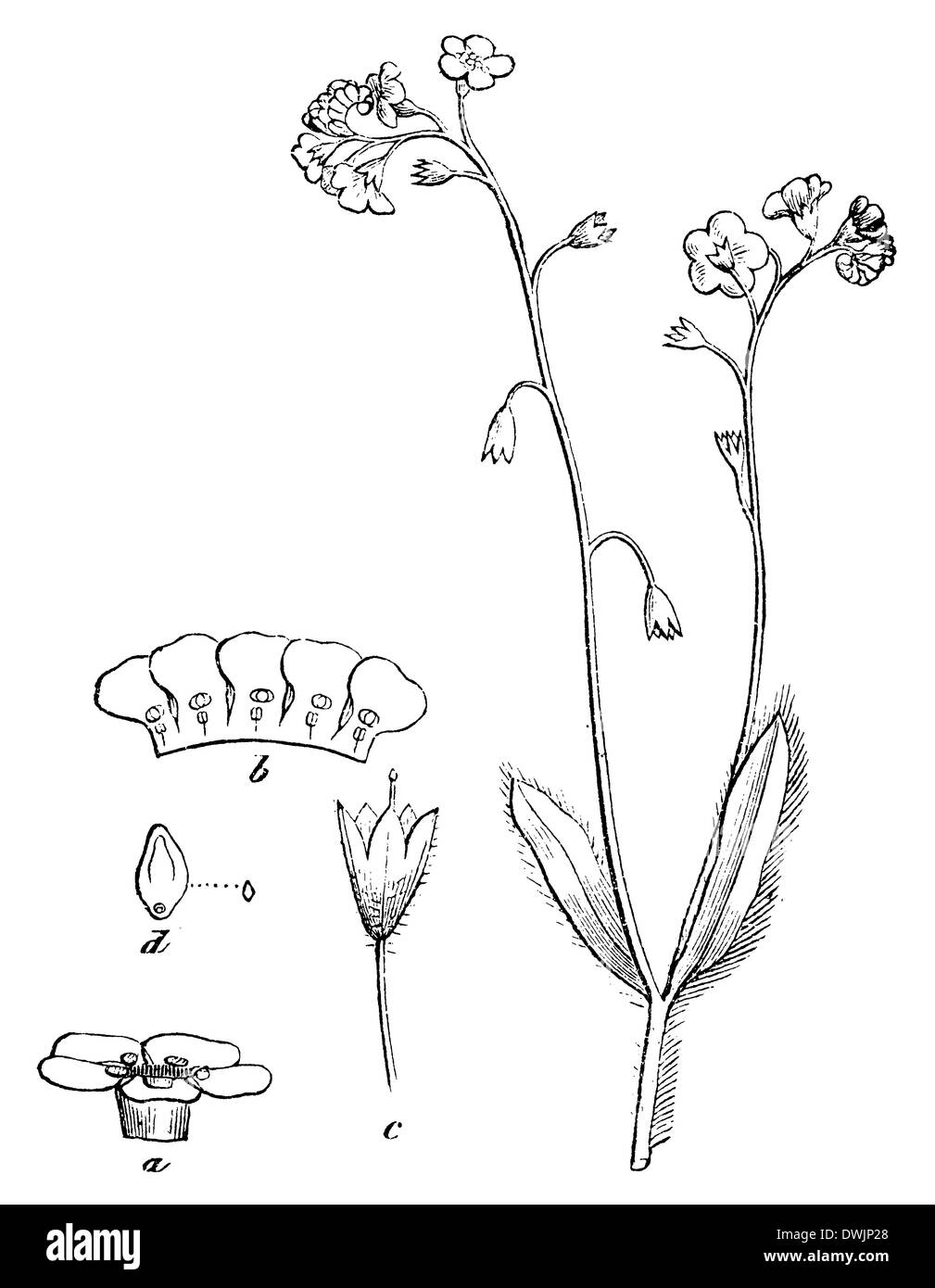 Forget me not flowers illustration Cut Out Stock Images & Pictures - Alamy