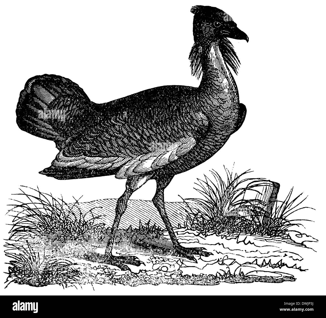 Bustard illustration hi-res stock photography and images - Alamy