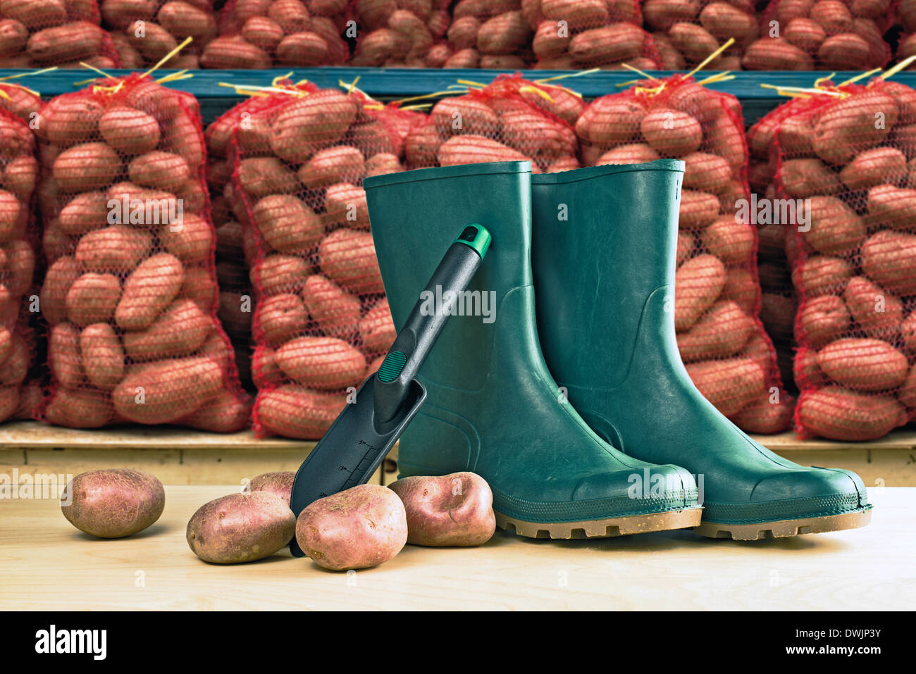 Rubber boots and potato sacks. Gardening concept - growing potato ...