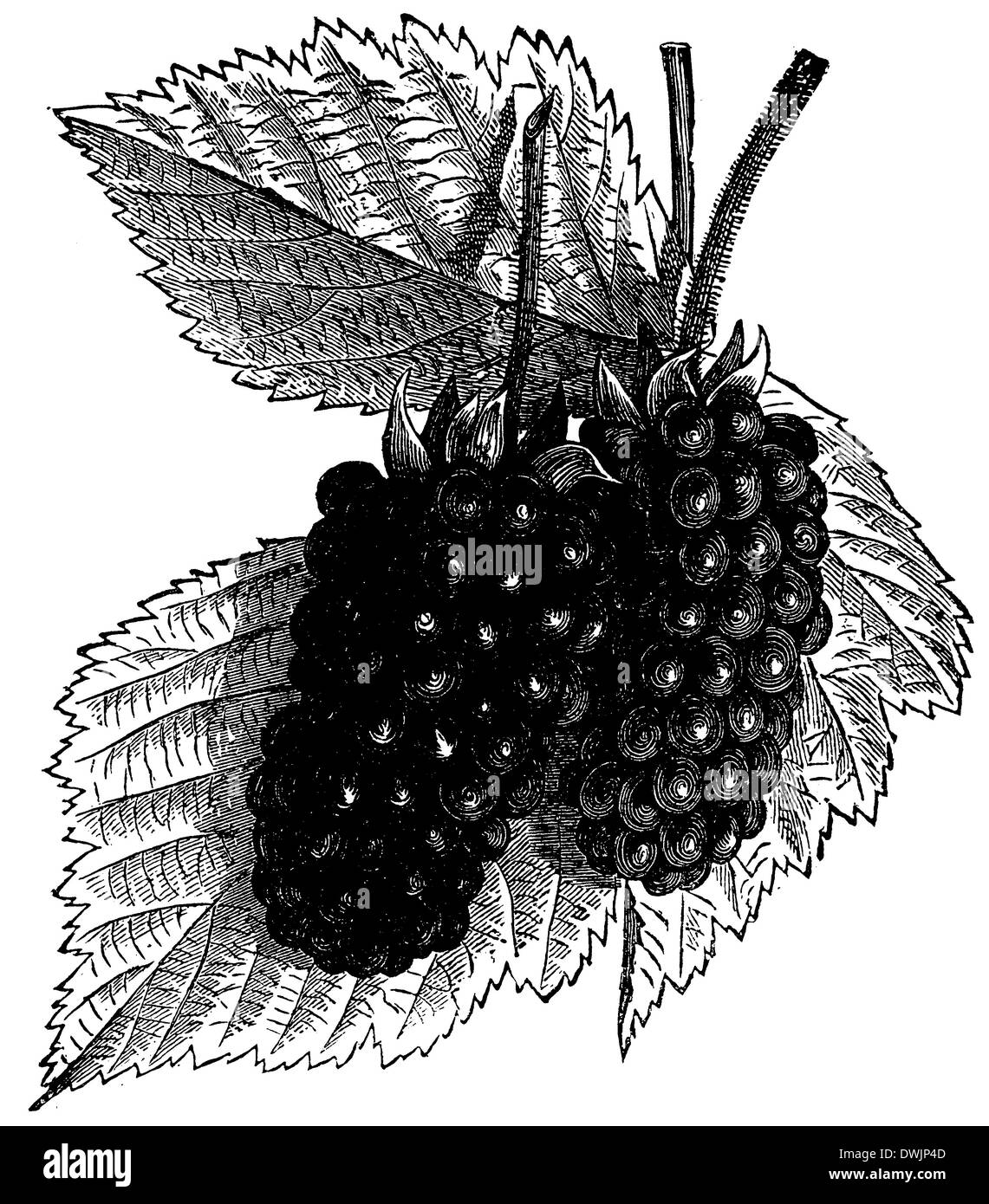 Botanical blackberry illustration hi-res stock photography and images ...