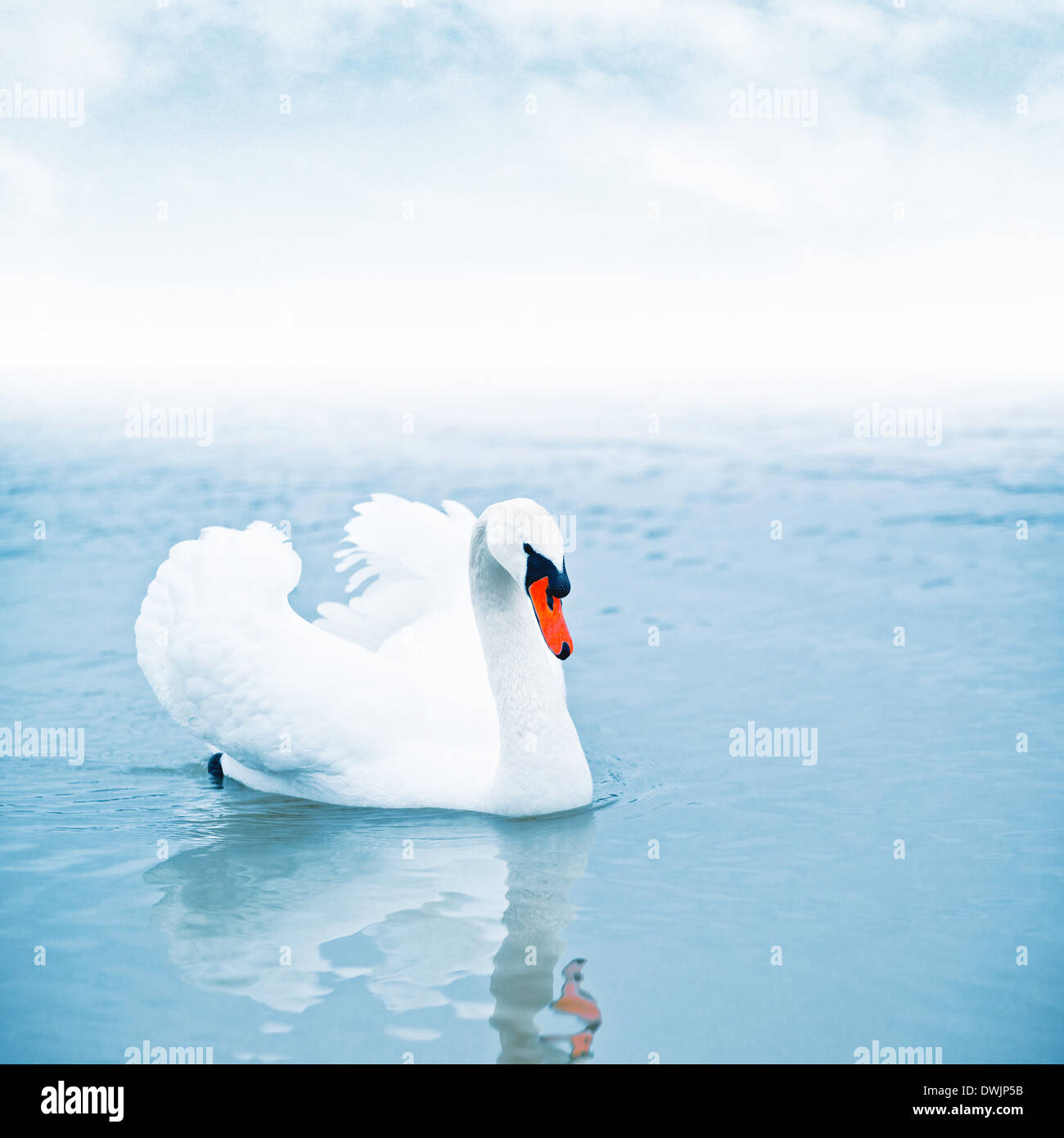 Floating swan hi-res stock photography and images - Alamy