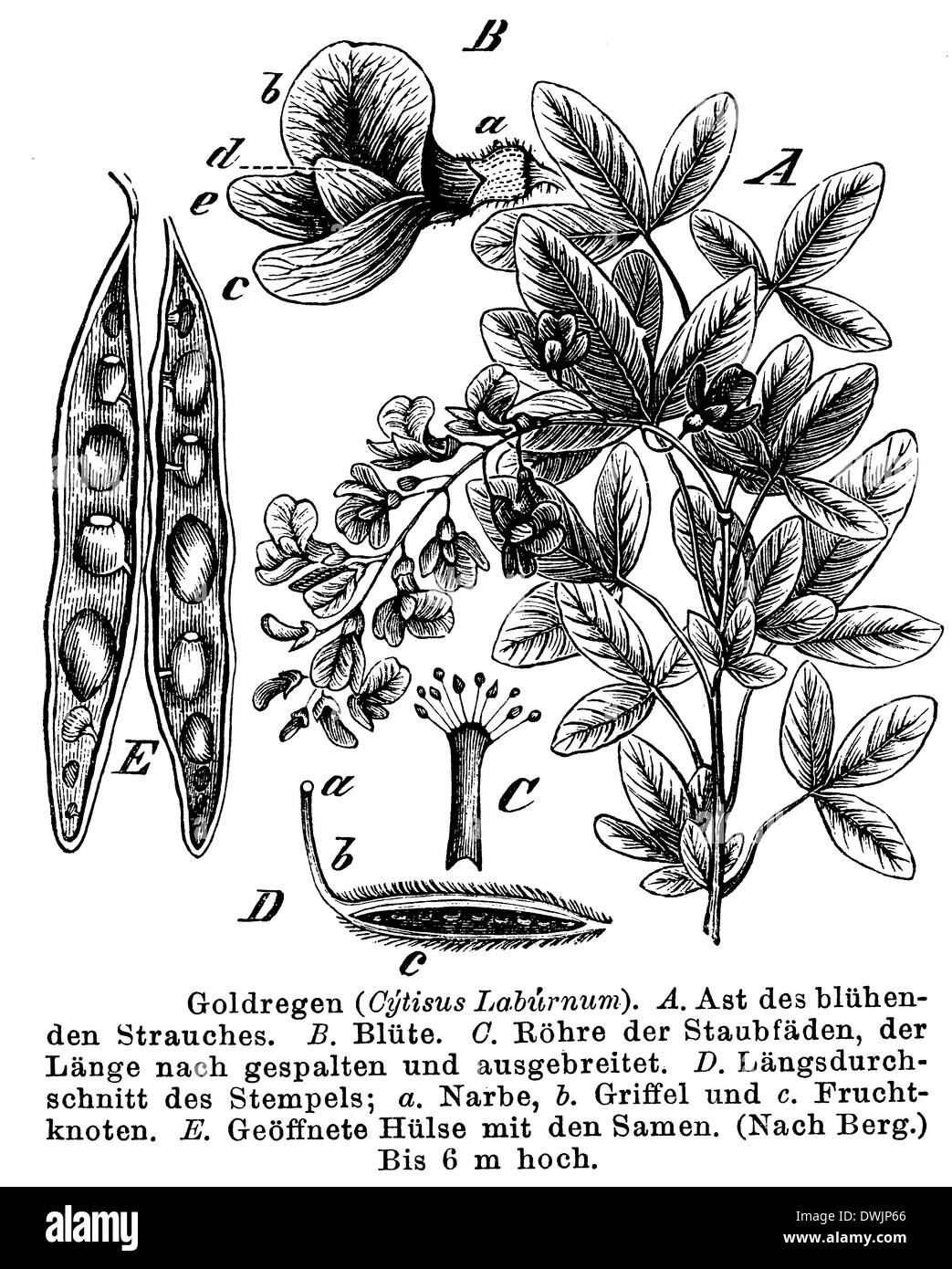 Laburnum cytisus laburnum hi-res stock photography and images - Alamy